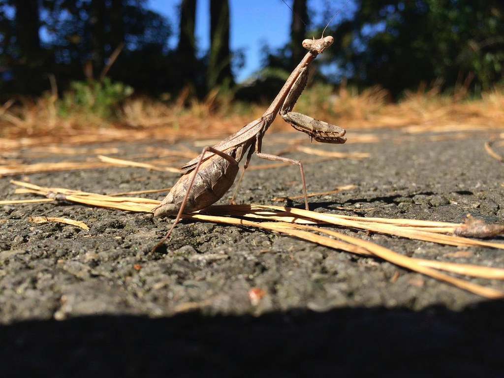 Picture of the Day: Bug eyes