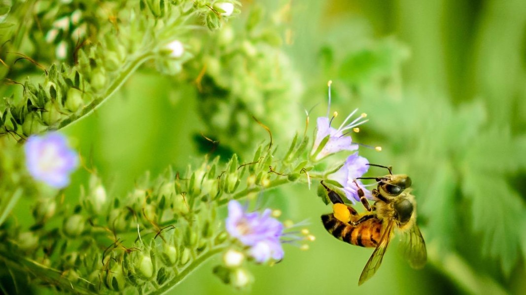 Food News: Big events, big awards, and little tiny buzzing insects